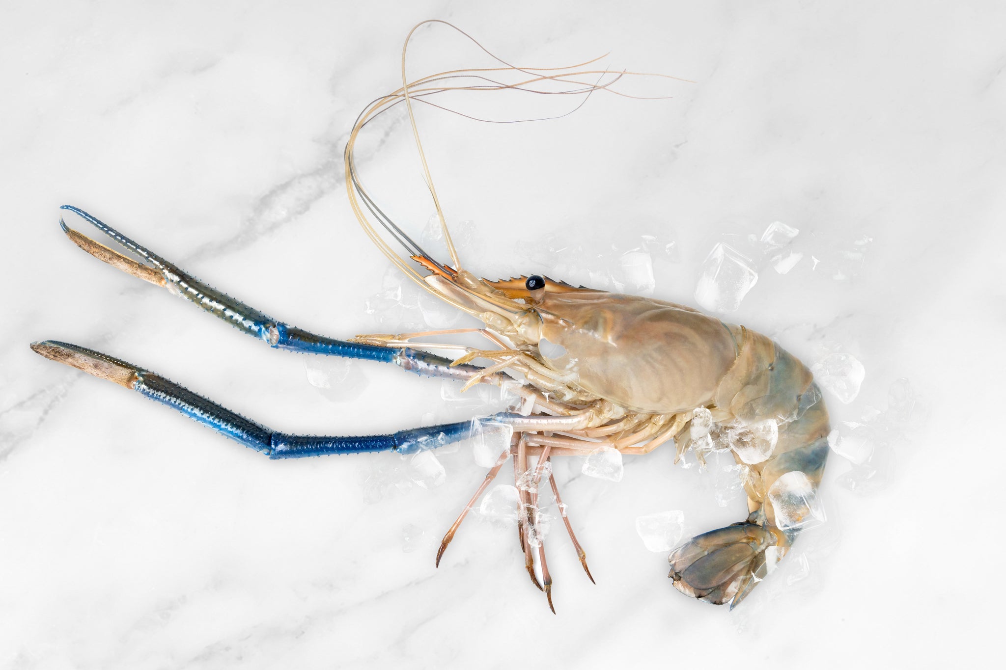 Blue River Prawn Large 罗氏河虾 – Celeplate