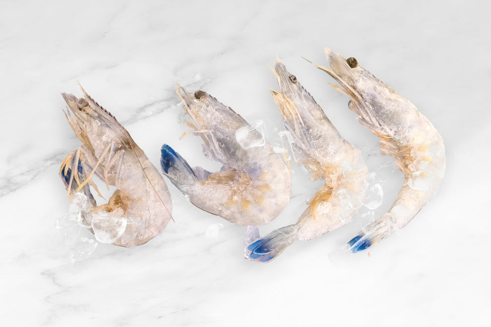 French Sashimi Blue Prawn 刺身级法国蓝虾 – Celeplate