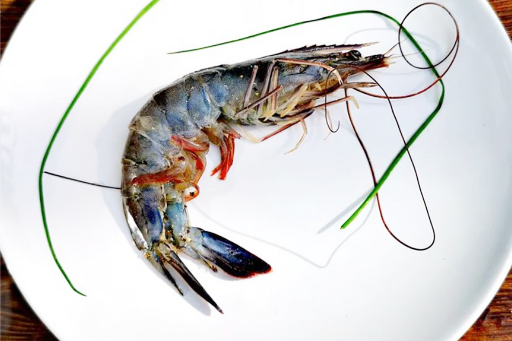 French Sashimi Blue Prawn 刺身级法国蓝虾 – Celeplate