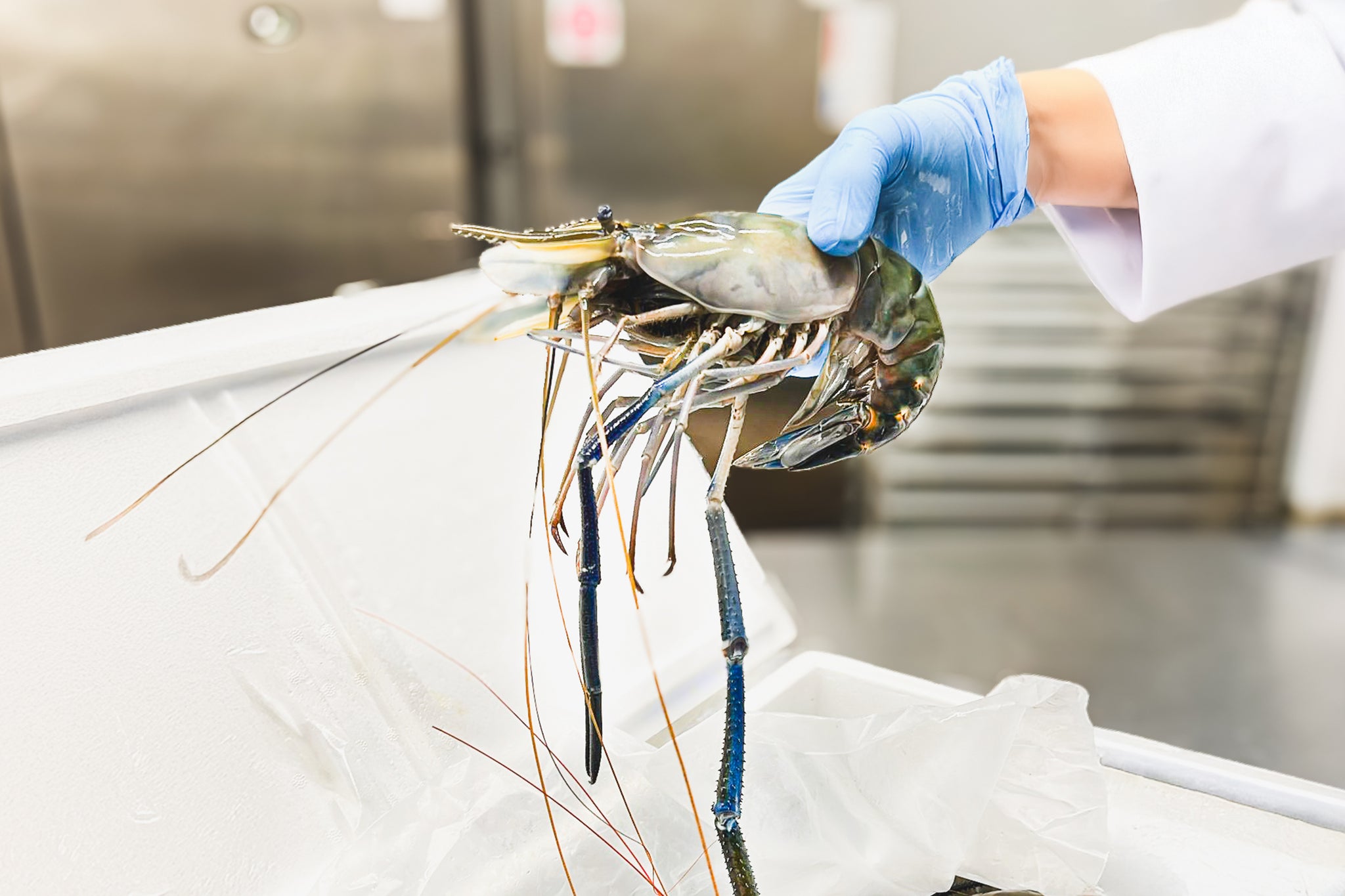Blue River Prawn Large 罗氏河虾 – Celeplate