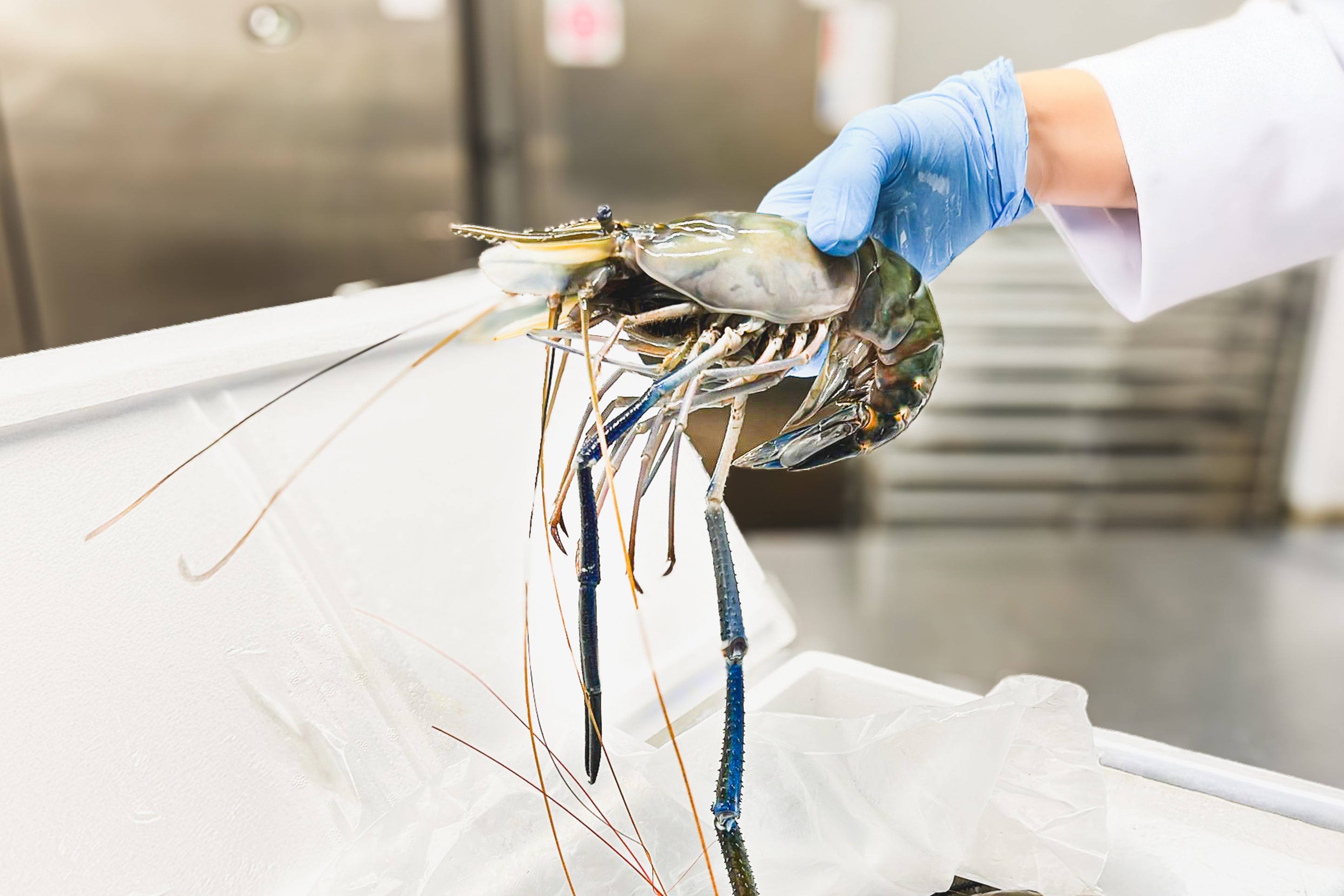 Blue River Prawn Large 罗氏河虾 – Celeplate