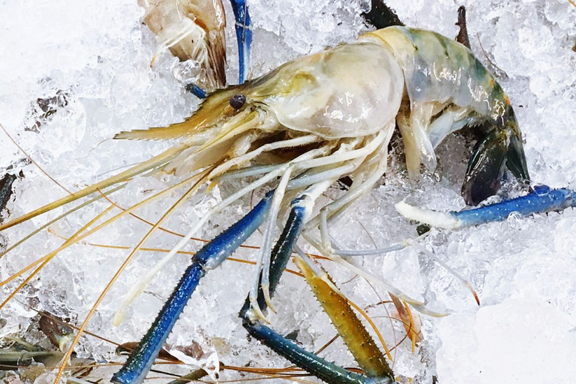 Blue River Prawn Large 罗氏河虾 – Celeplate
