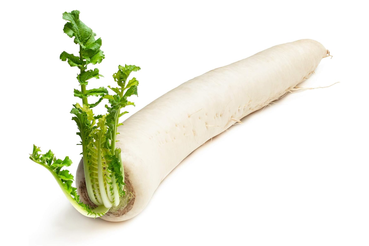 Mooli Radish 白萝卜 – Celeplate