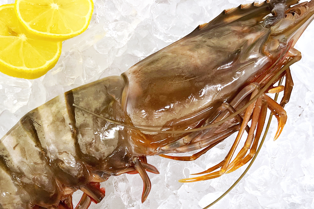 Giant Wild South Atlantic Tiger Prawn 巨型野生老虎虾 – Celeplate